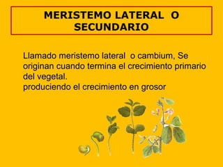 TEJIDO VEGETAL | PPT