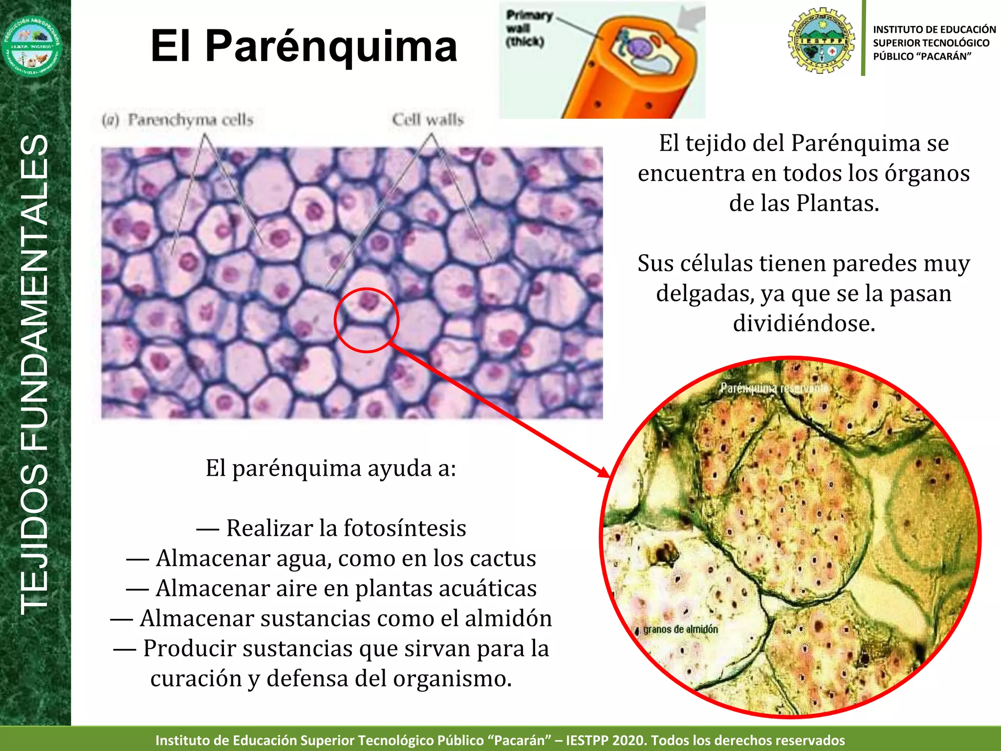 Tejido vegetal | PPTX