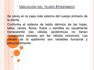 Tejido vegetal epidermico | PPTX