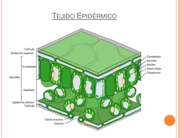 Tejido vegetal epidermico