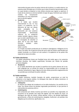 Tejido vegetales | DOCX