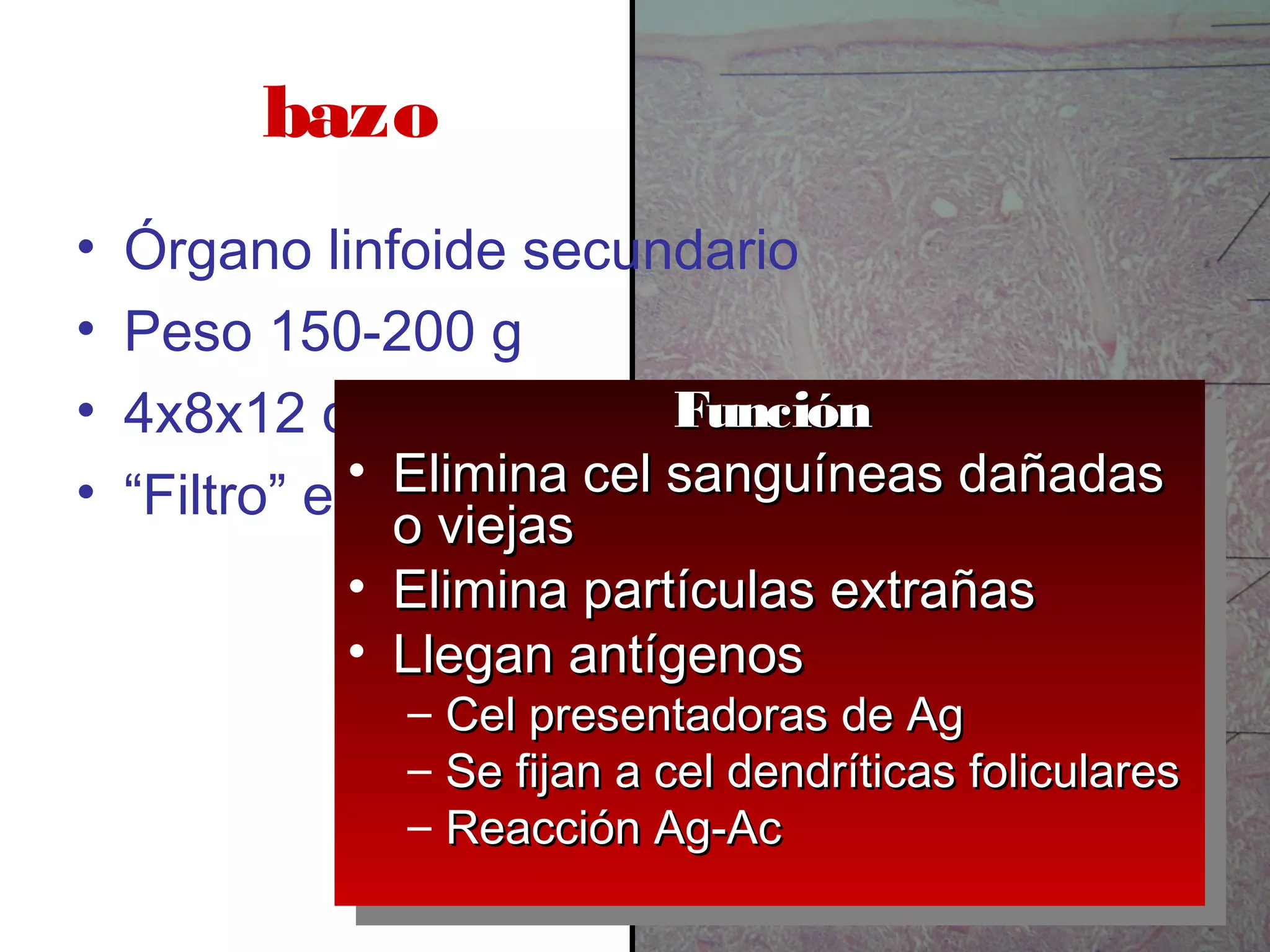 Tejido linfoide | PPT