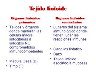 Tejido linfoide | PPT