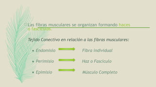 Tejido Muscular Histología | PDF