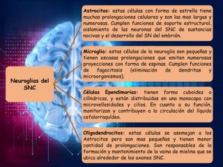 UNIDAD 1 CONTENIDO 3 TEJIDO NERVIOSO | PPTX