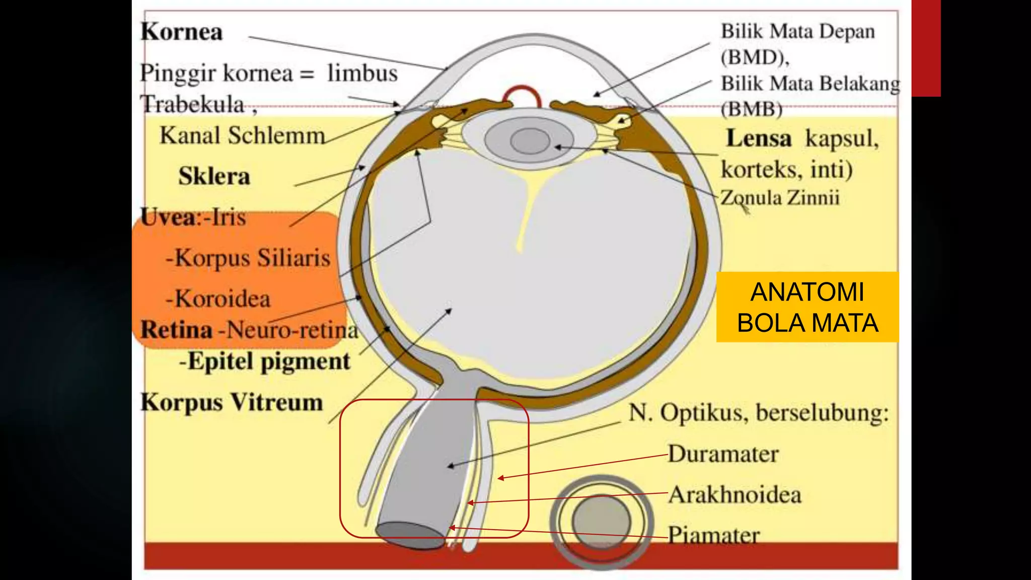 Tekanan Intrakranial | PPTX