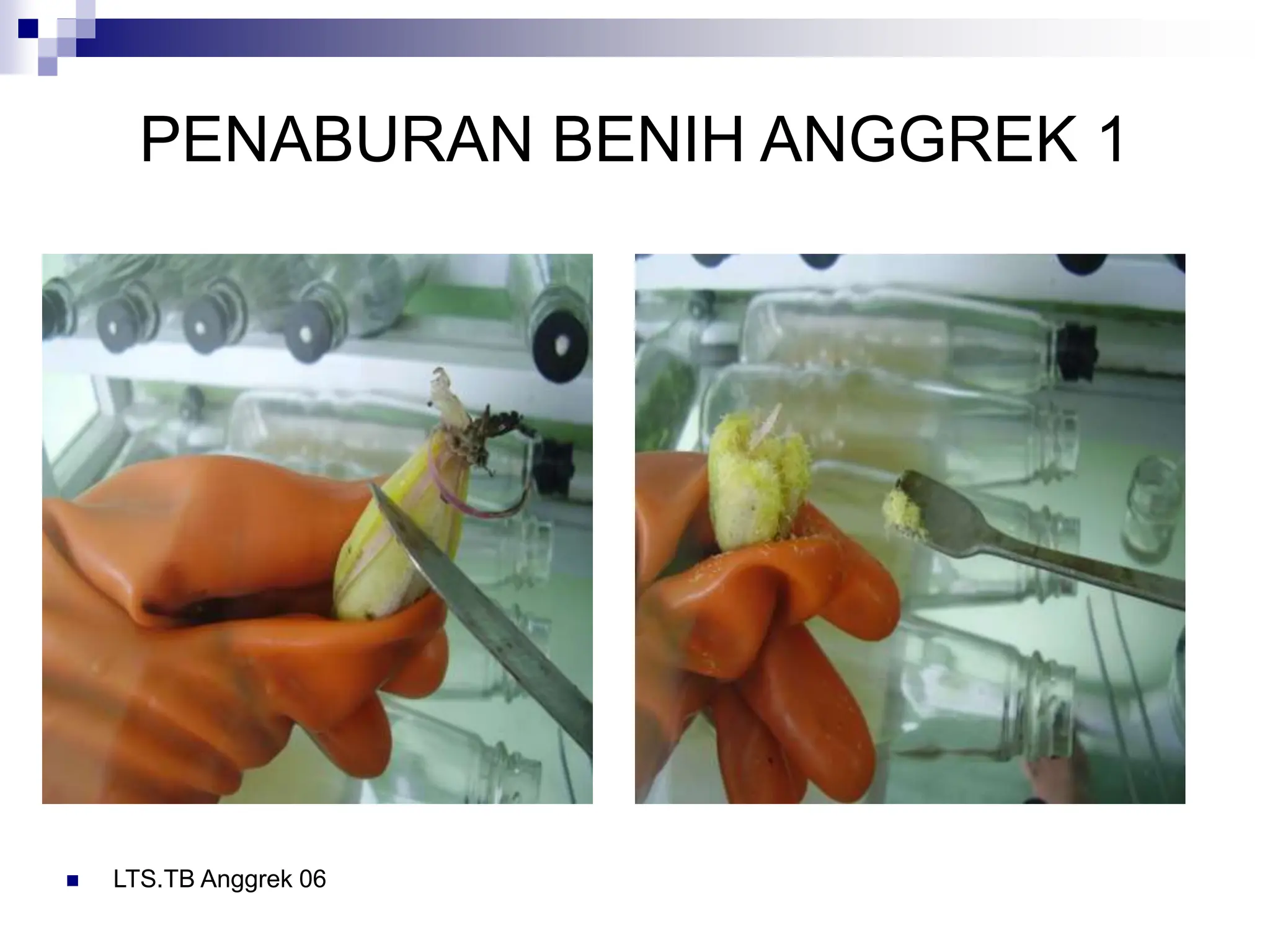 teknologi benih anggrek, jenis media anggrek | PPT