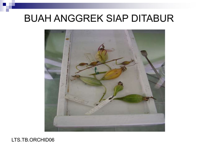 teknologi benih anggrek, jenis media anggrek | PPT