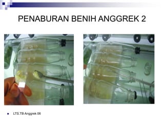 teknologi benih anggrek, jenis media anggrek | PPT
