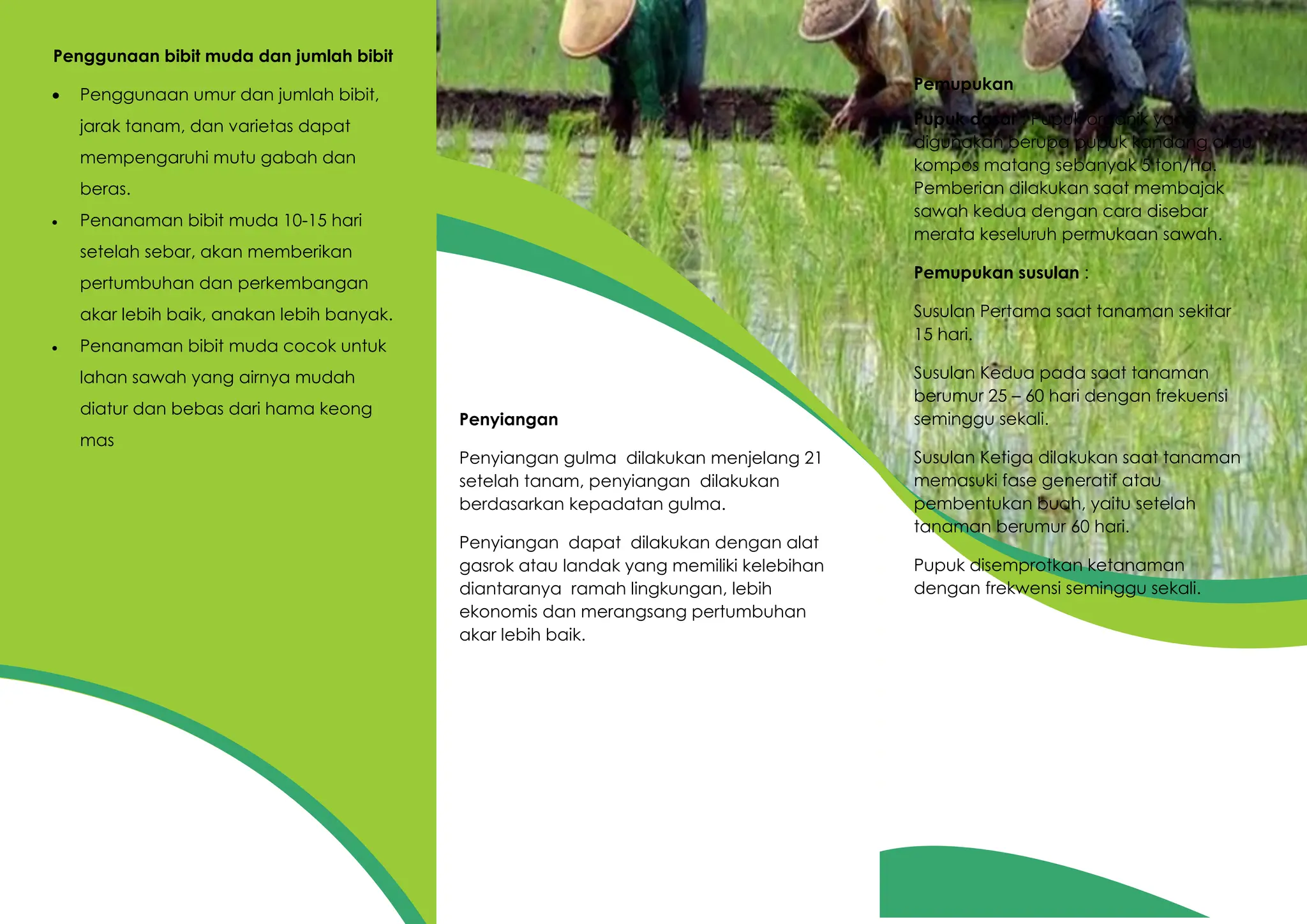 Teknik Bubidaya Padi secara Organik bentukpdf | PDF