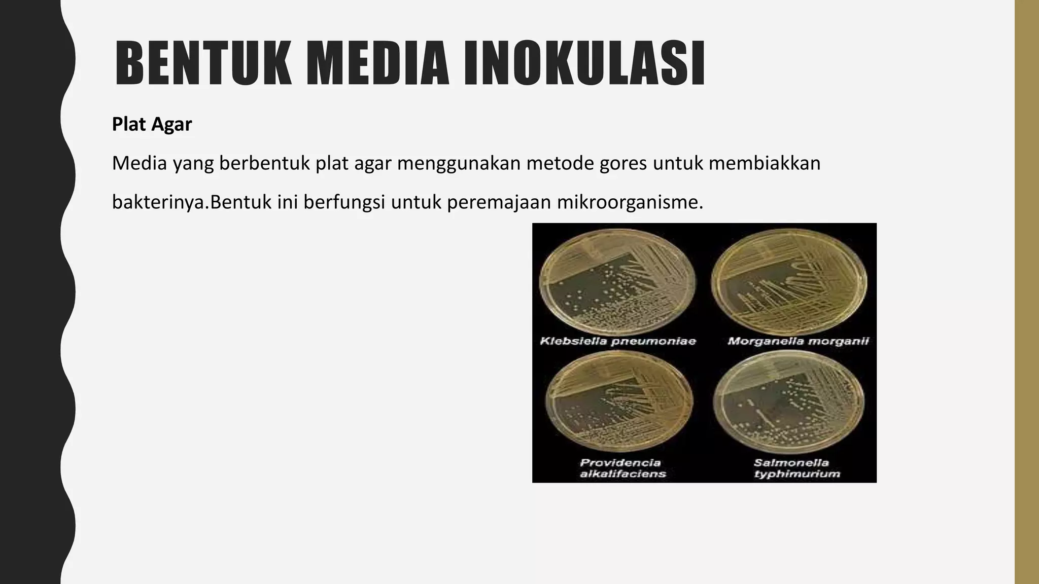 Tekni Inokulasi Mikroba Dan Media Pertumbuhan Mikroba kelompok 6 (1B) | PDF