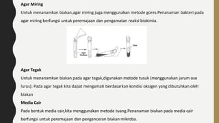 Tekni Inokulasi Mikroba Dan Media Pertumbuhan Mikroba kelompok 6 (1B) | PDF