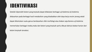 Tekni Inokulasi Mikroba Dan Media Pertumbuhan Mikroba kelompok 6 (1B) | PDF