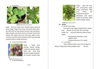 TEKNIK-BUDIDAYA- anggur 2023.docx