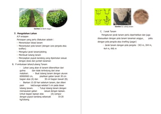 TEKNIK-BUDIDAYA- anggur 2023.docx