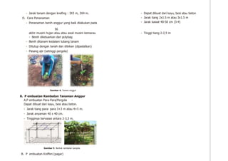 TEKNIK-BUDIDAYA- anggur 2023.docx