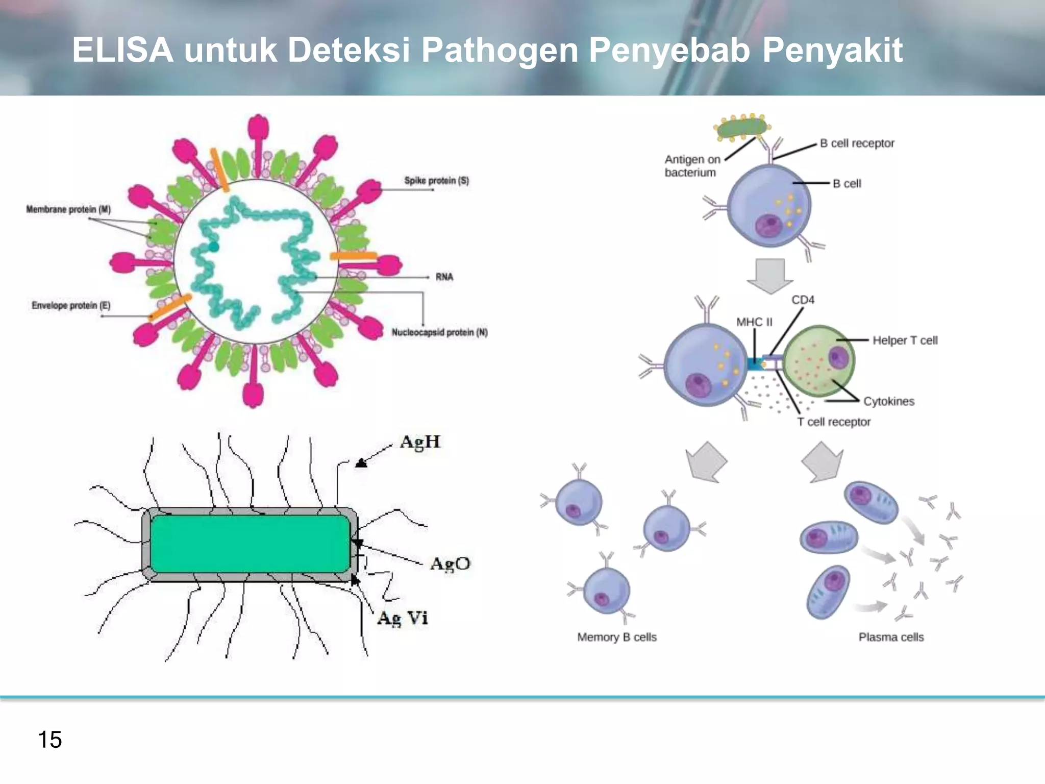 Teknik-Dasar-ELISA-dan-Aplikasinya-untuk-Deteksi-Pathogen.pptx
