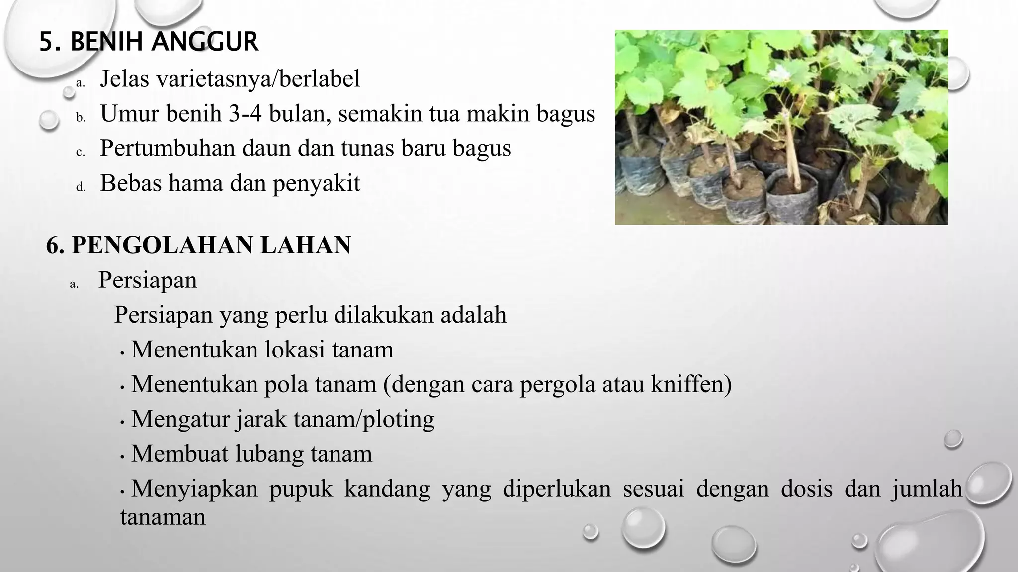TEKNIK BUDIDAYA ANGGUR.pptx