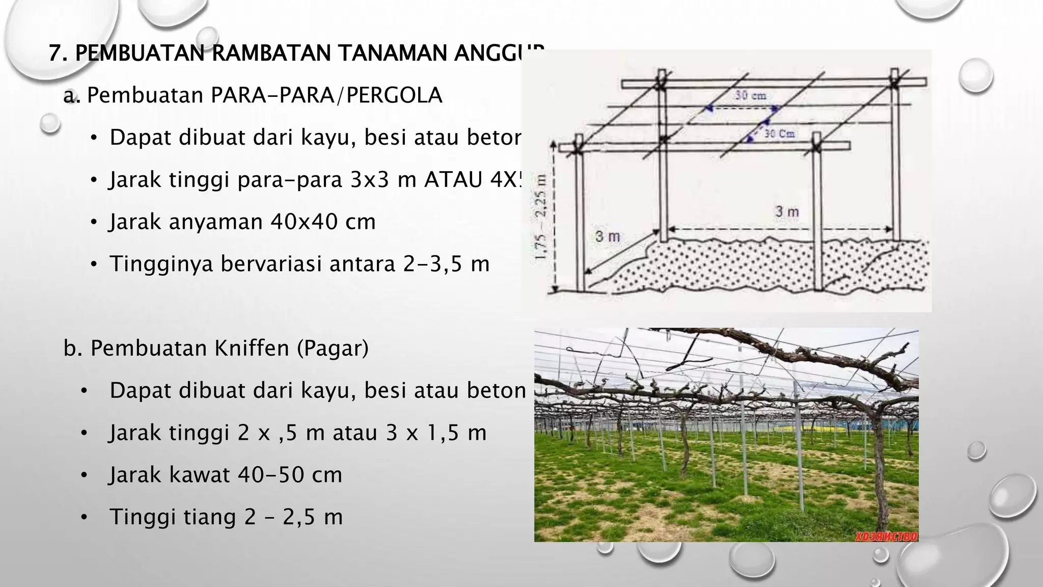 TEKNIK BUDIDAYA ANGGUR.pptx