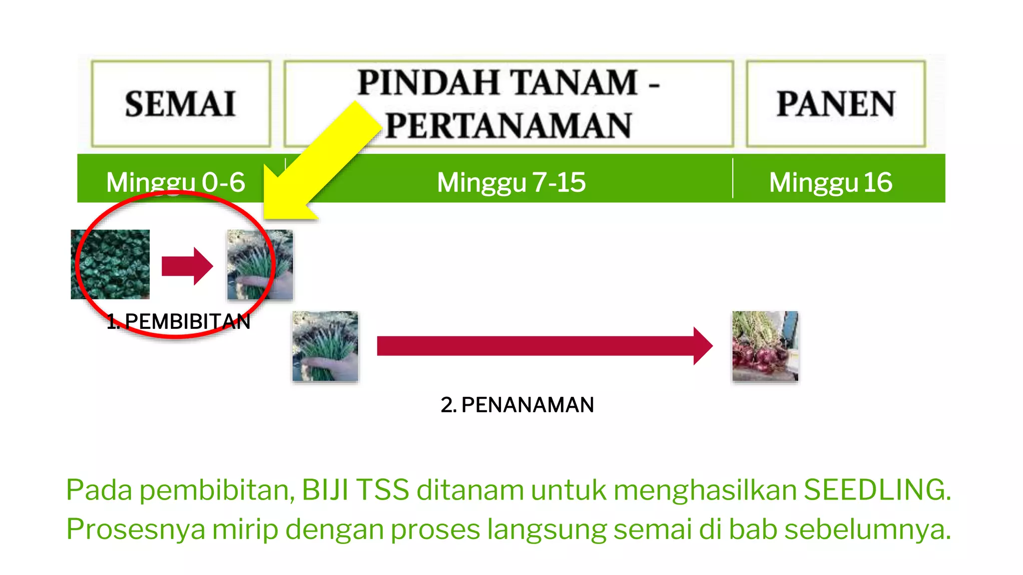 Teknik Budidaya Bawang Merah TSS_Overview.pptx