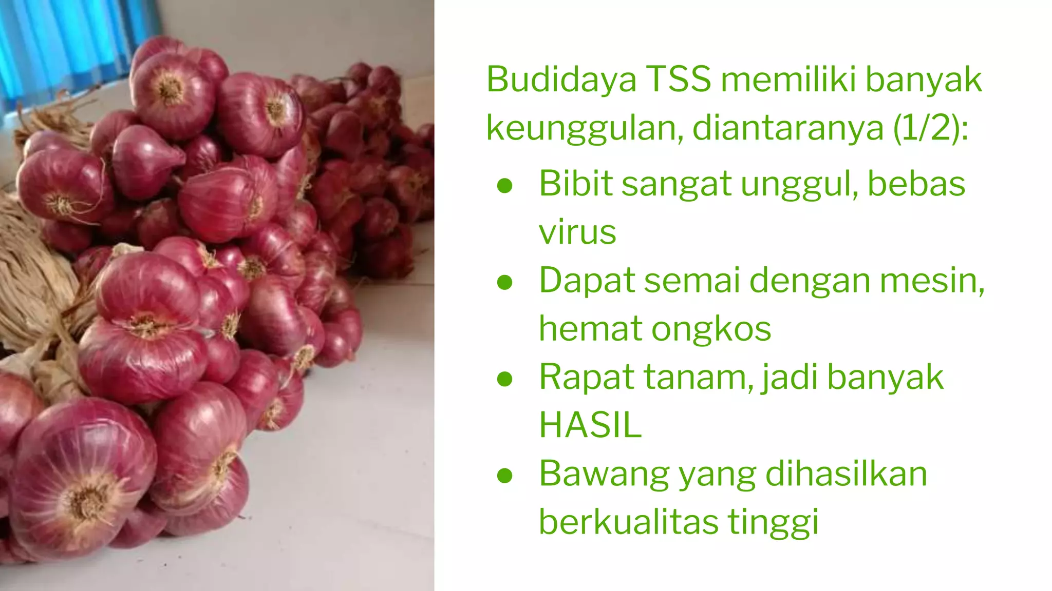 Teknik Budidaya Bawang Merah TSS_Overview.pptx