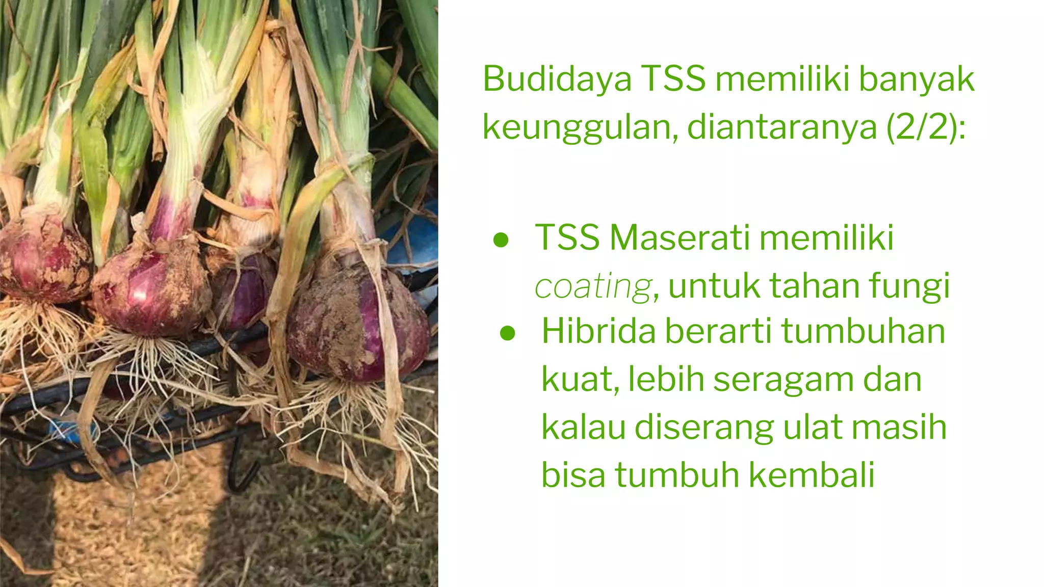 Teknik Budidaya Bawang Merah TSS_Overview.pptx