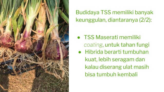 Teknik Budidaya Bawang Merah TSS_Overview.pptx