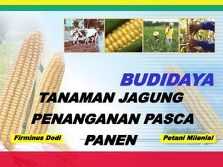 Teknik Budidaya Jagung Pasca Panen.pdf