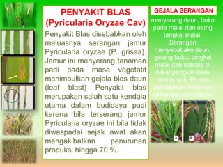Teknikbudidayatanamanpadi 140919105622-phpapp02 | PPT