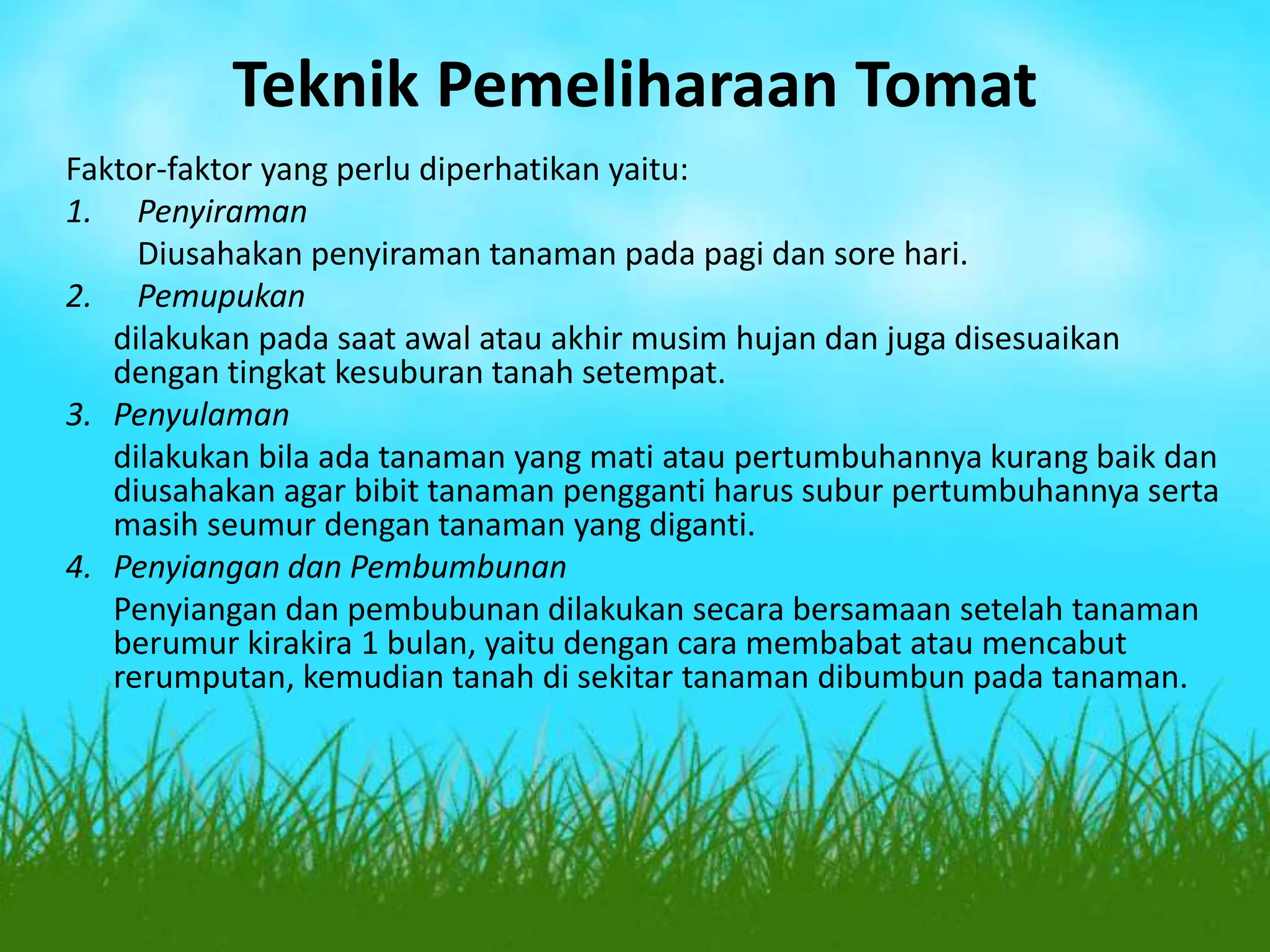 Teknik budidaya tanaman tomat | PPTX