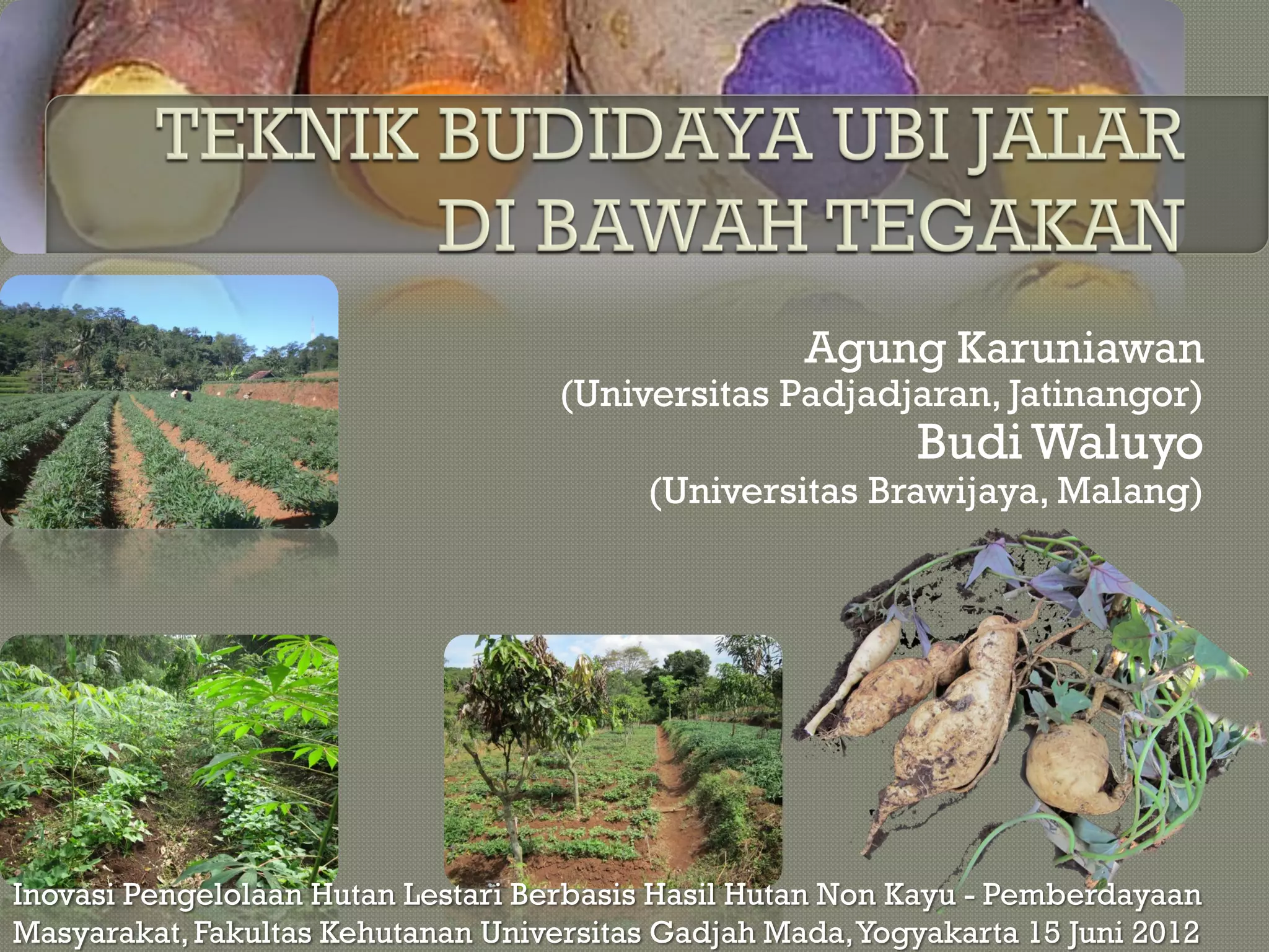 TEKNIK BUDIDAYA UBI JALAR DI BAWAH TEGAKAN | PDF