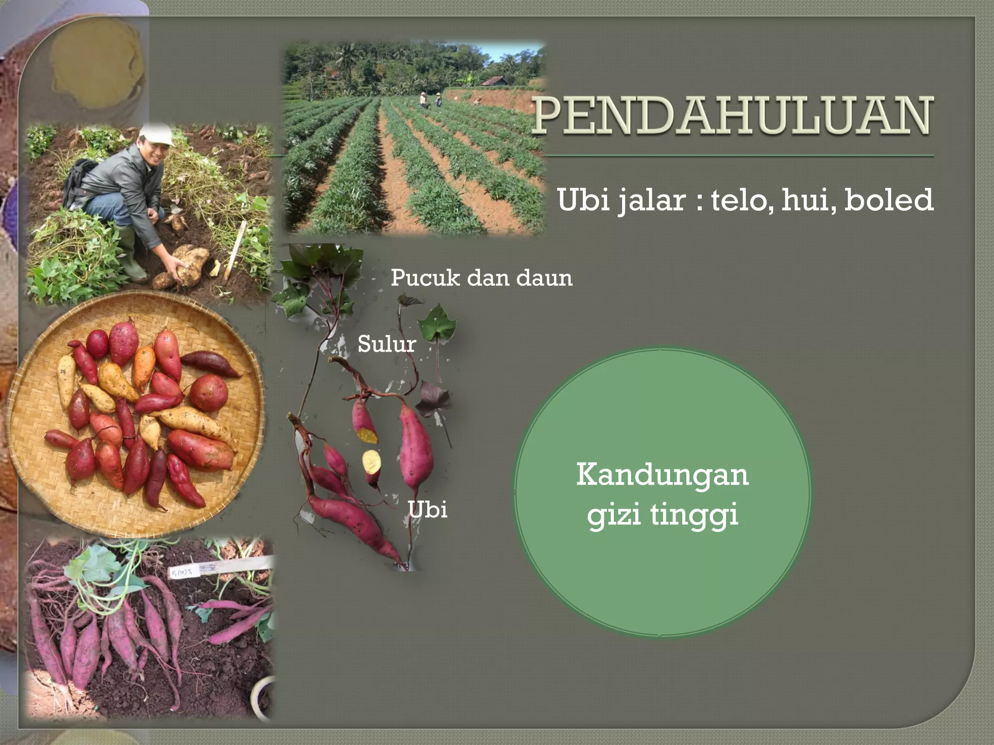 TEKNIK BUDIDAYA UBI JALAR DI BAWAH TEGAKAN | PDF