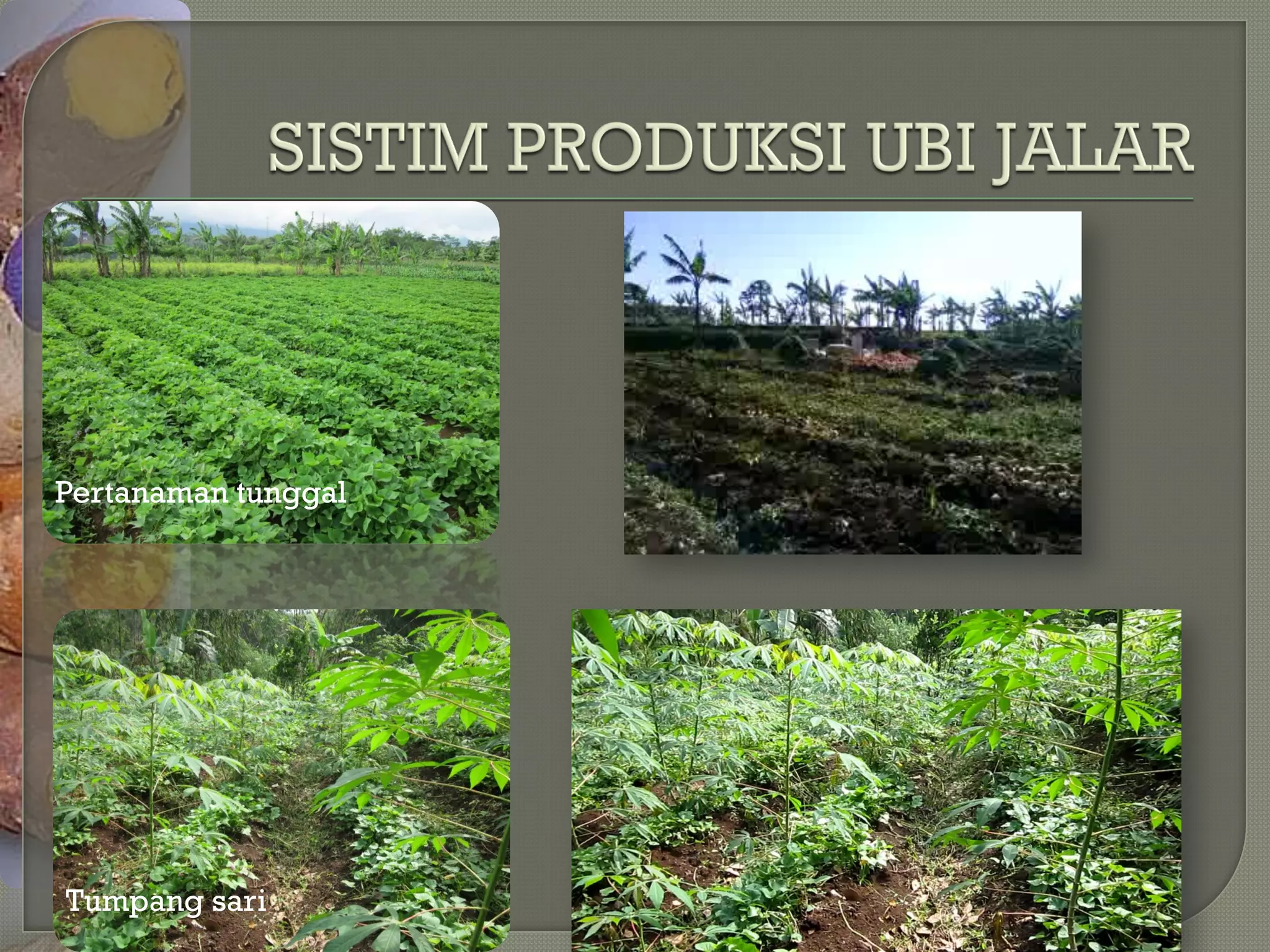 TEKNIK BUDIDAYA UBI JALAR DI BAWAH TEGAKAN | PDF