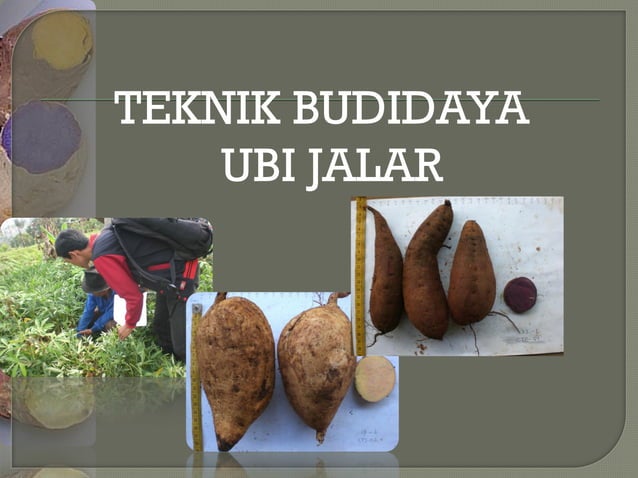 TEKNIK BUDIDAYA UBI JALAR DI BAWAH TEGAKAN | PDF