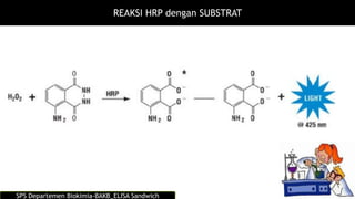Teknik elisa sandwich | PDF