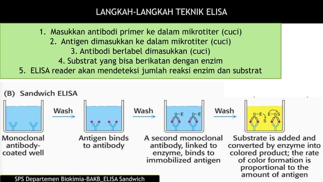 Teknik elisa sandwich | PDF