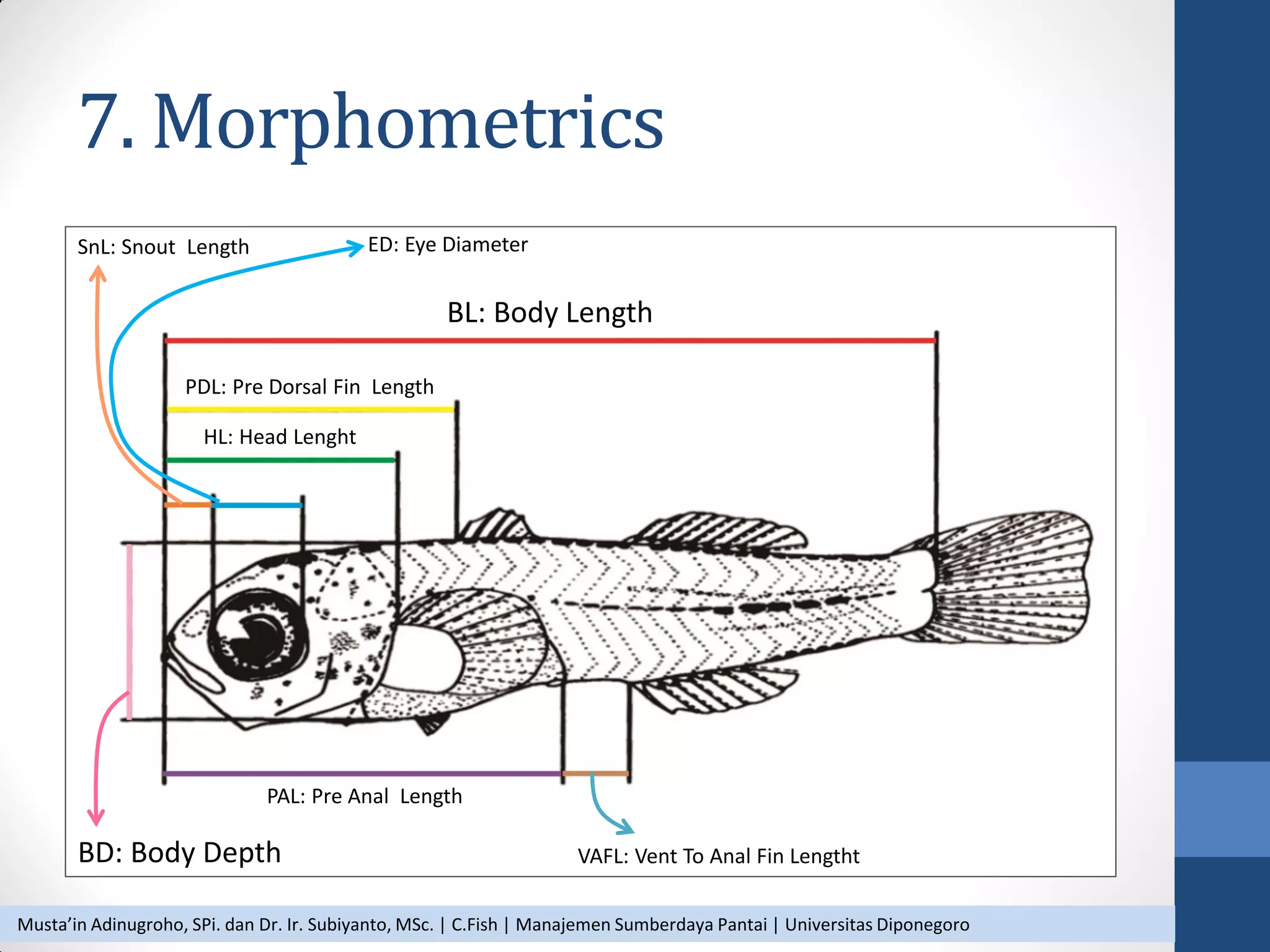 Workshop Teknik Identifikasi Larva Ikan: Studi Kasus Perairan Teluk ...