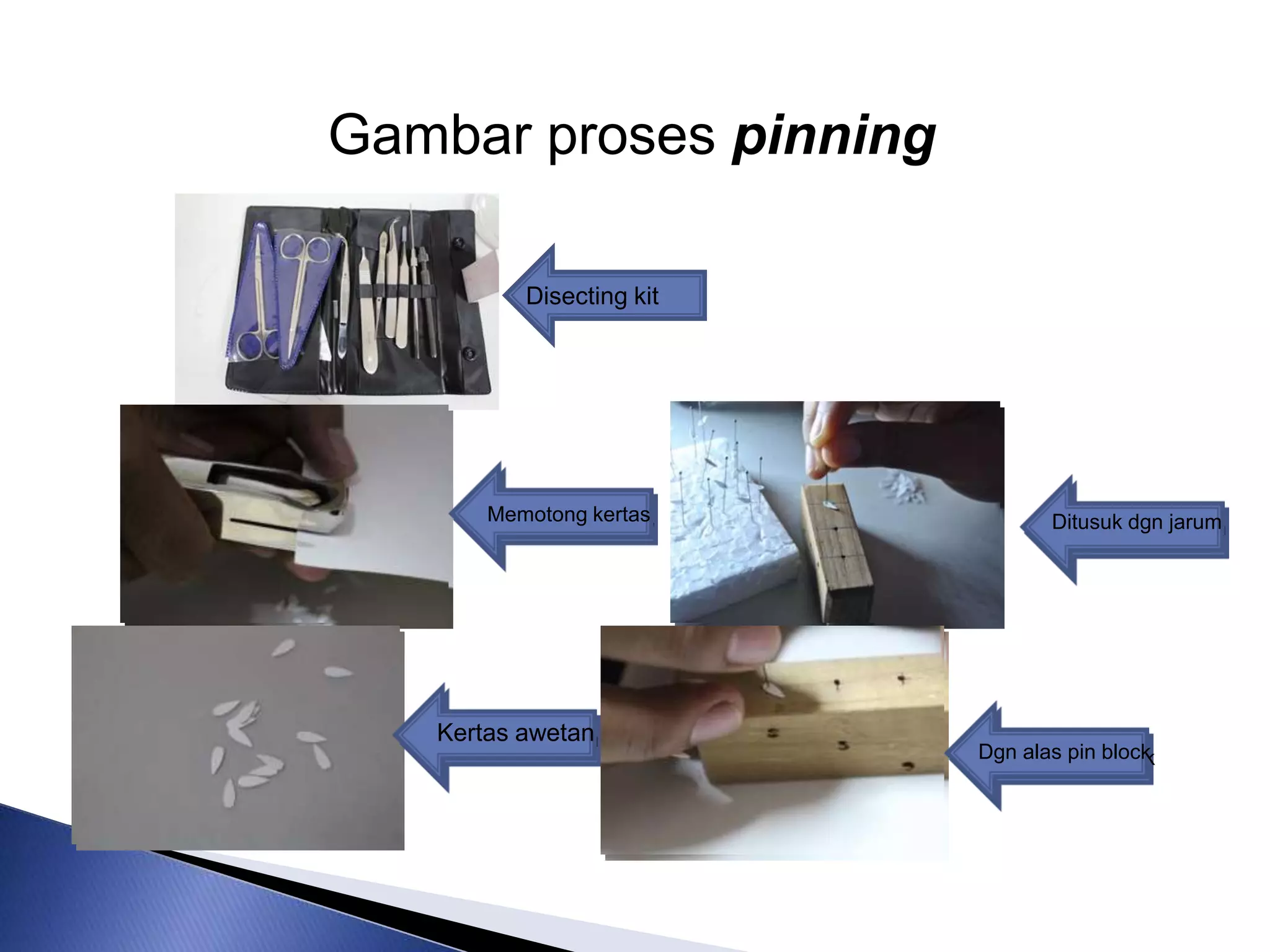 TEKNIK PEMBUATAN AWETAN SERANGGA.pptx