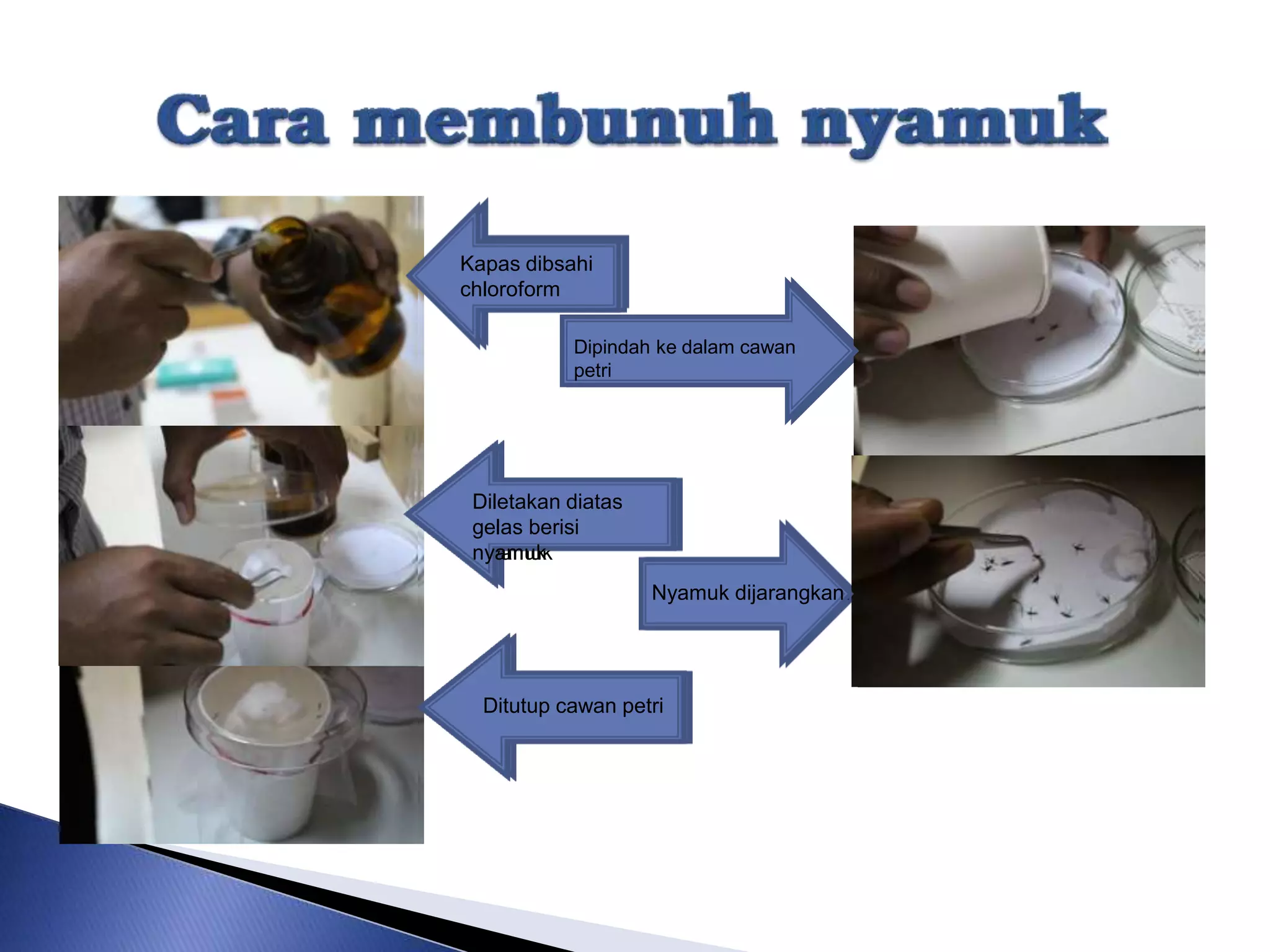 TEKNIK PEMBUATAN AWETAN SERANGGA.pptx
