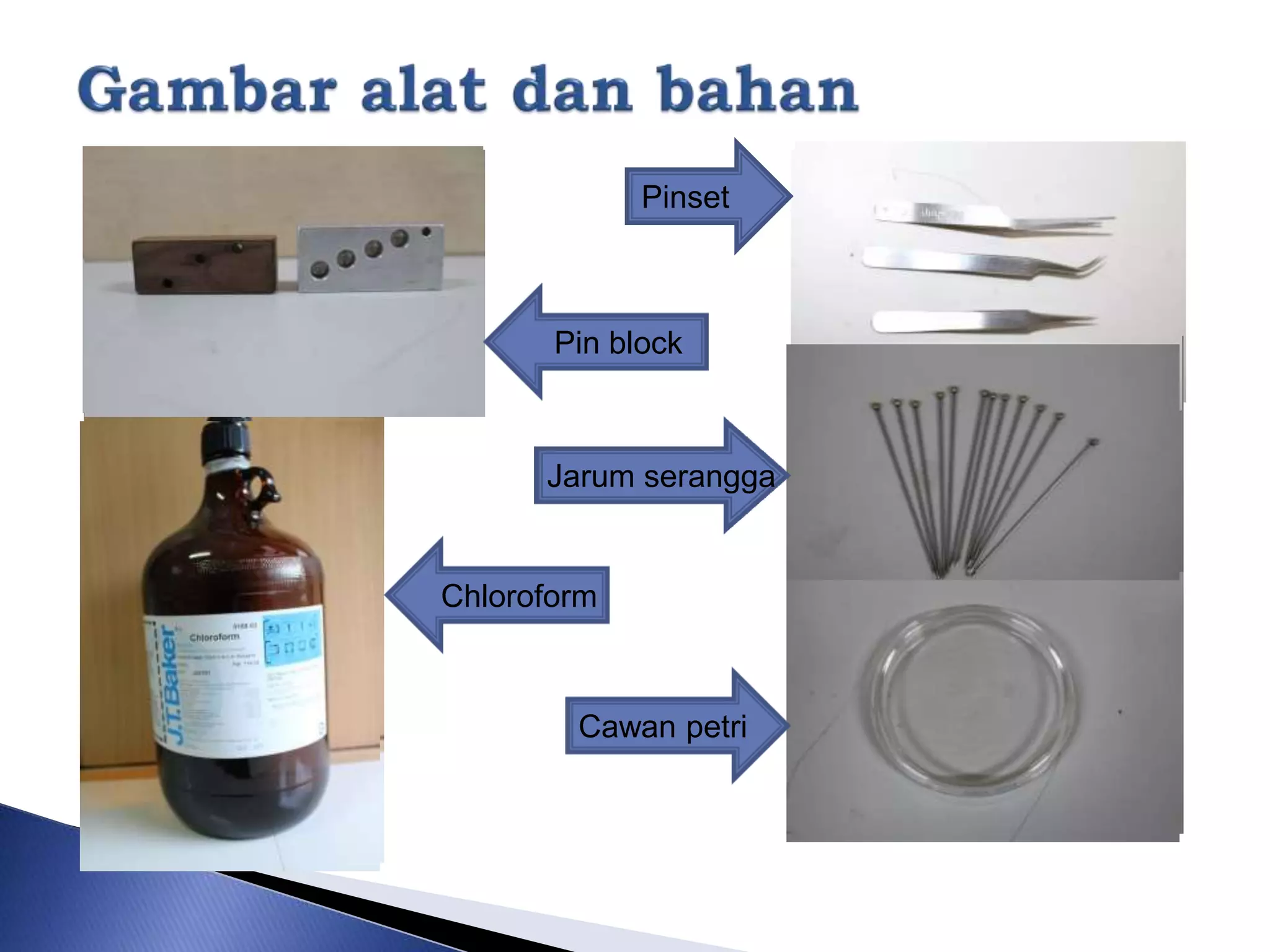 TEKNIK PEMBUATAN AWETAN SERANGGA.pptx