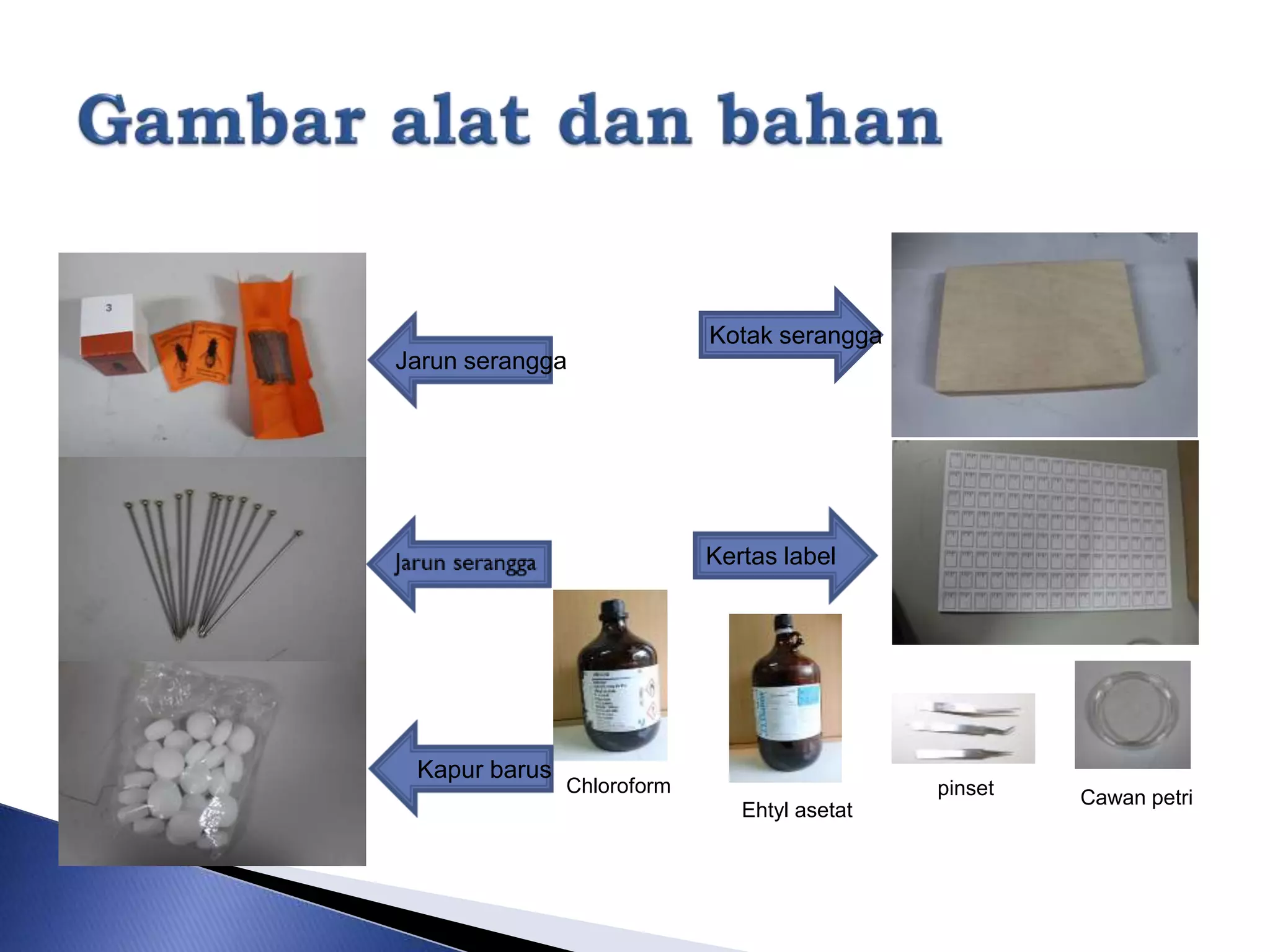 TEKNIK PEMBUATAN AWETAN SERANGGA.pptx