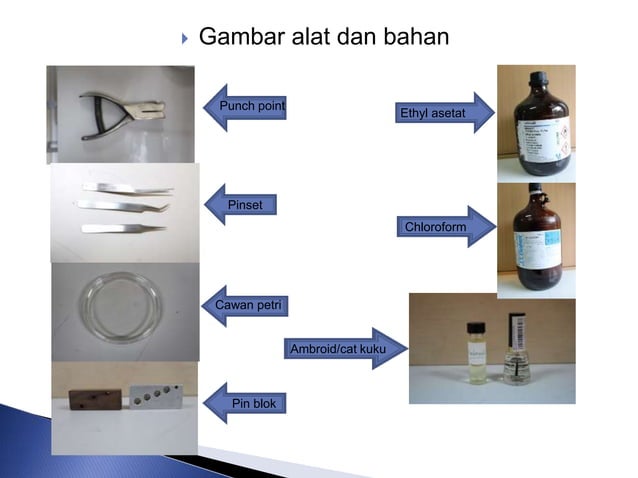 TEKNIK PEMBUATAN AWETAN SERANGGA.pptx