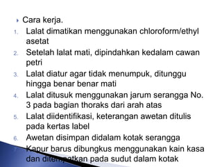TEKNIK PEMBUATAN AWETAN SERANGGA.pptx