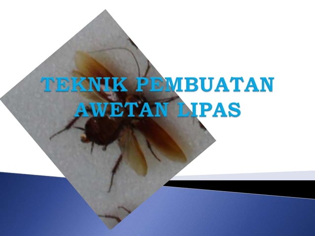 TEKNIK PEMBUATAN AWETAN SERANGGA.pptx