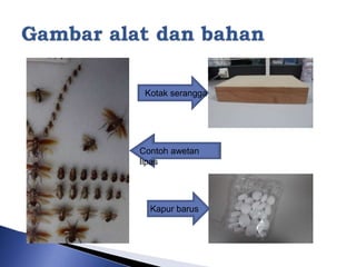 TEKNIK PEMBUATAN AWETAN SERANGGA.pptx