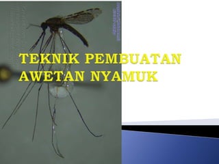 TEKNIK PEMBUATAN AWETAN SERANGGA.pptx