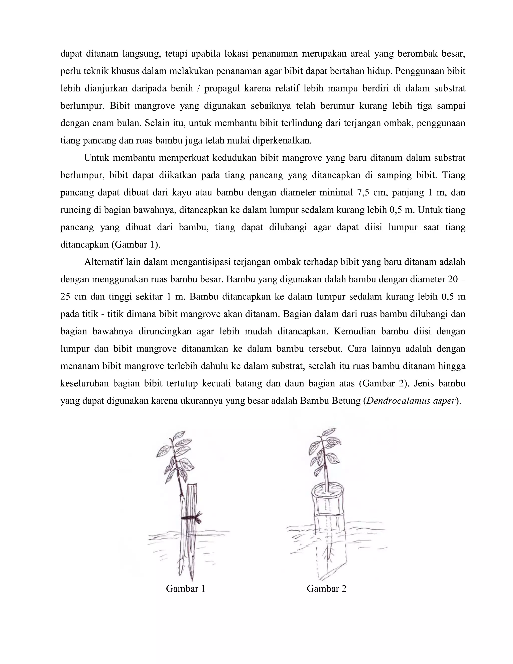 Teknik penanaman bibit mangrove | PDF