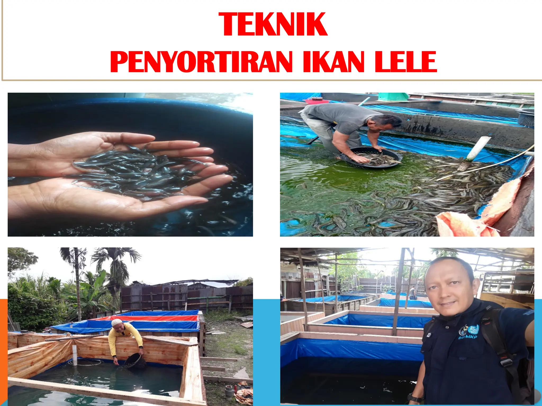 TEKNIK PERNYOTIRAN LELE.agar panen sesuai harapan | PPTX