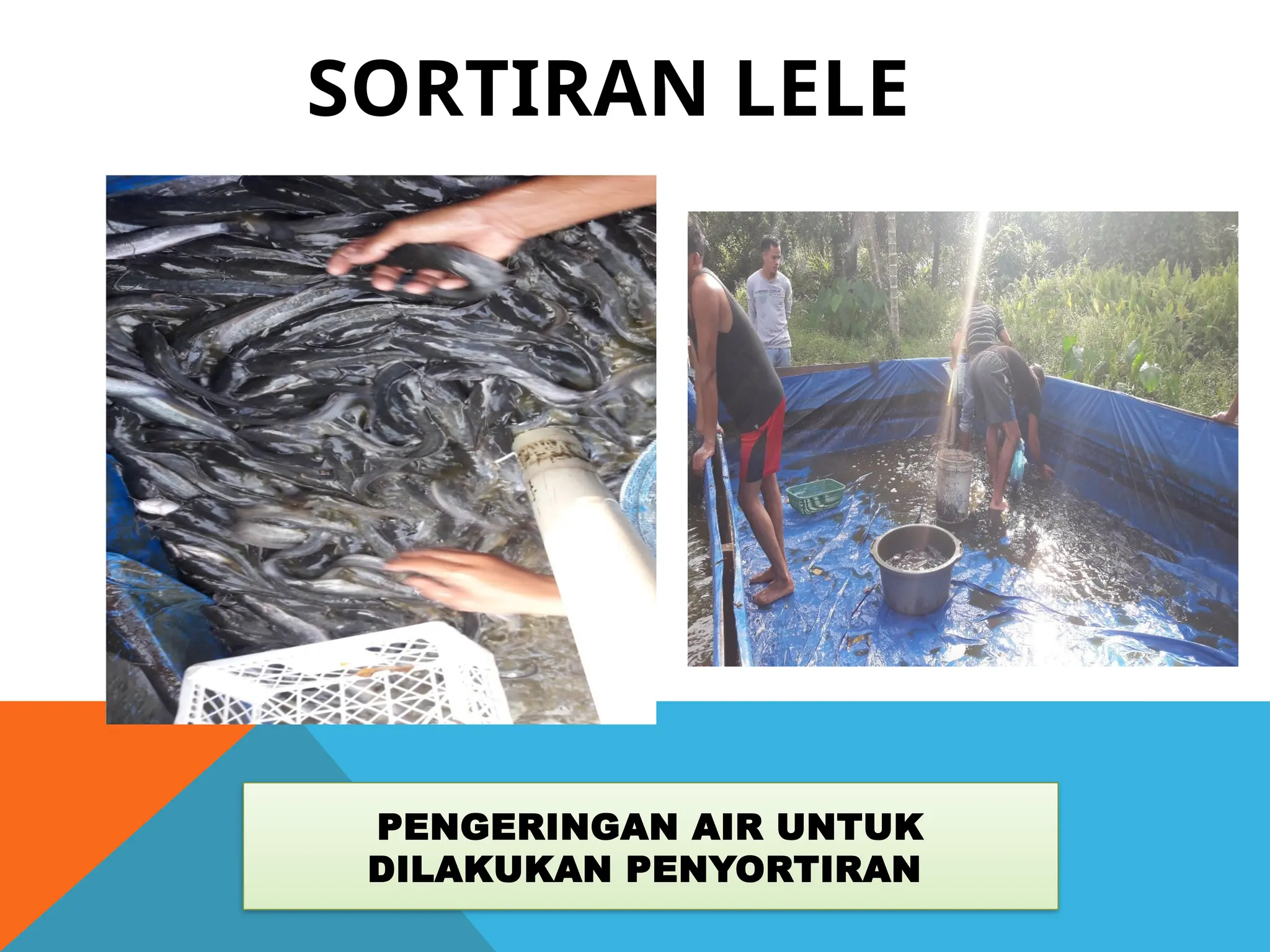 TEKNIK PERNYOTIRAN LELE.agar panen sesuai harapan | PPTX