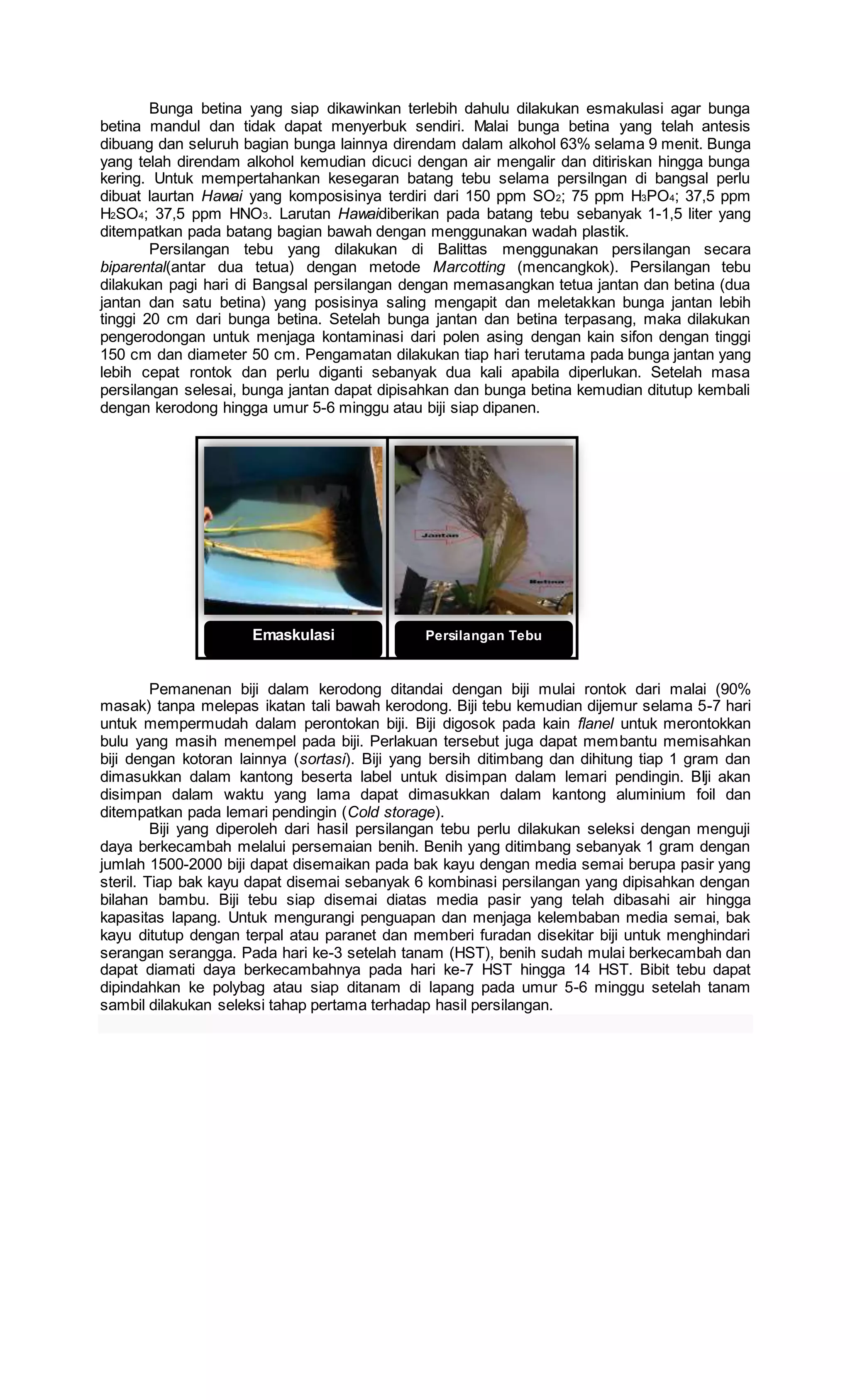 Teknik persilangan tanaman tebu | DOCX